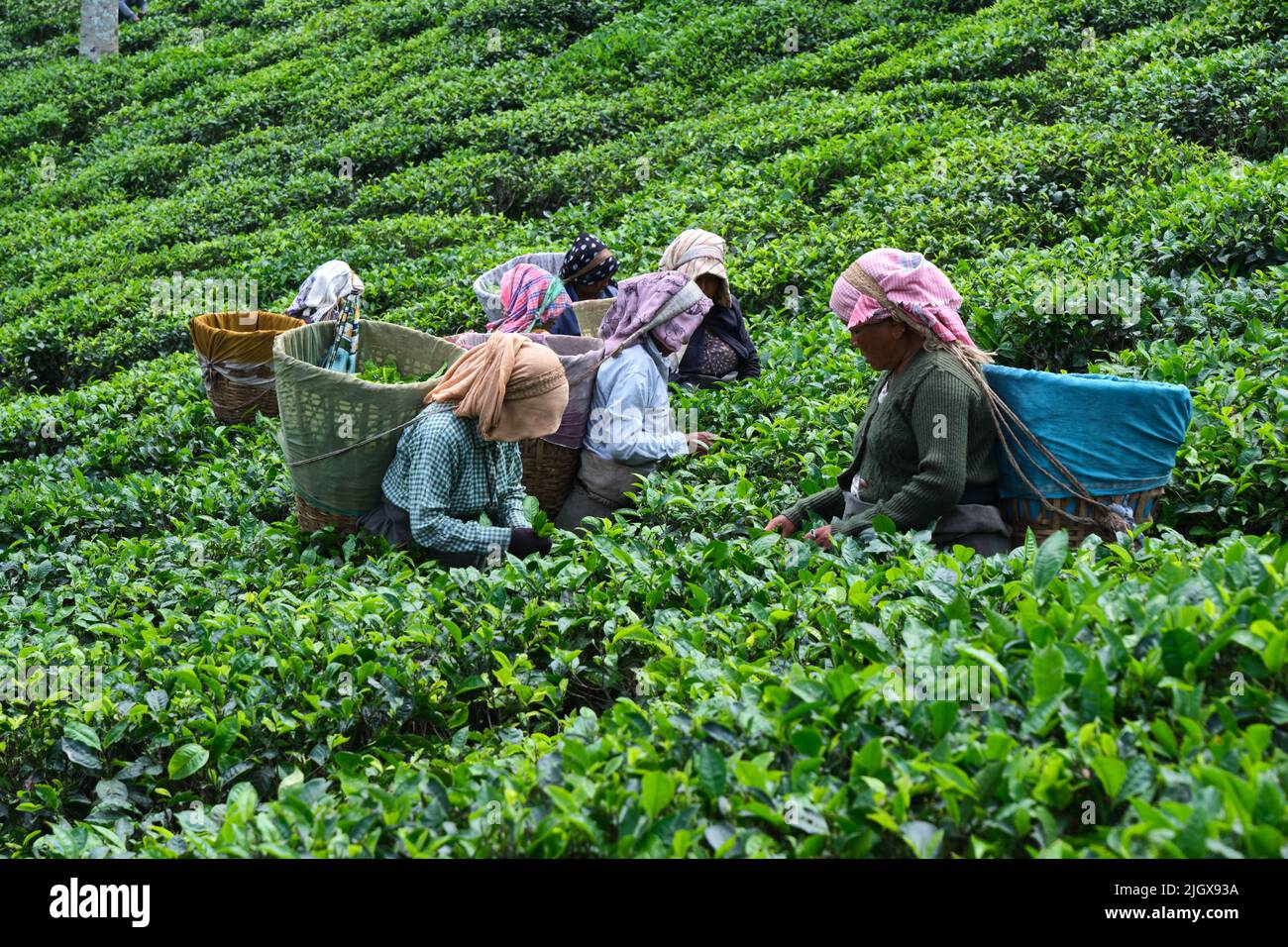 DARJEELING, INDIA, - June 23,2022 Harvesting, Rural women workers ...