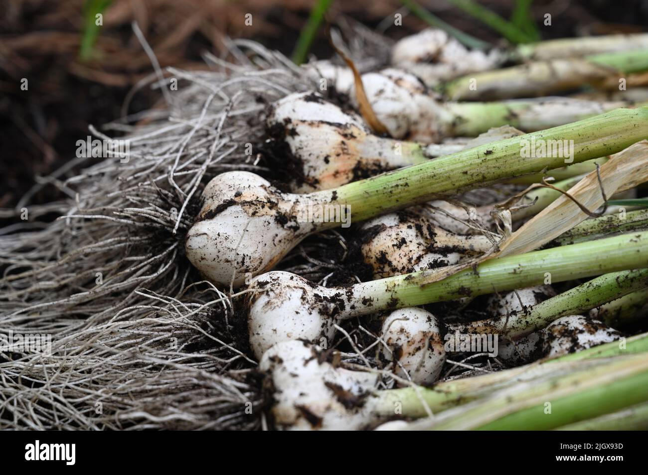 A closeup of garlic newly taken off the ground and covered with dirt ...