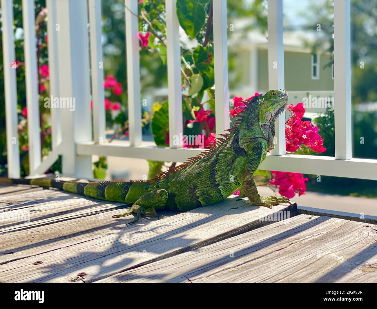 A closeup of an iguana on the front porch with a tropical flower ...