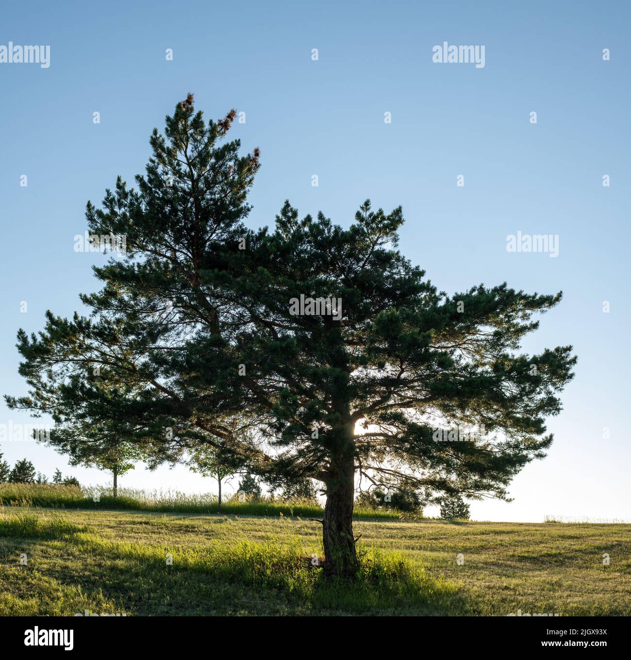 A beautiful large tree in a field with a clear sky and sunlight Stock ...
