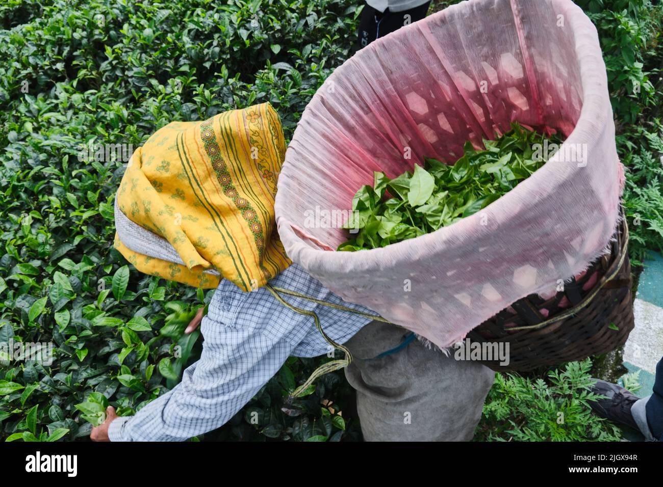 DARJEELING, INDIA, - June 23,2022 Harvesting, Rural women workers ...