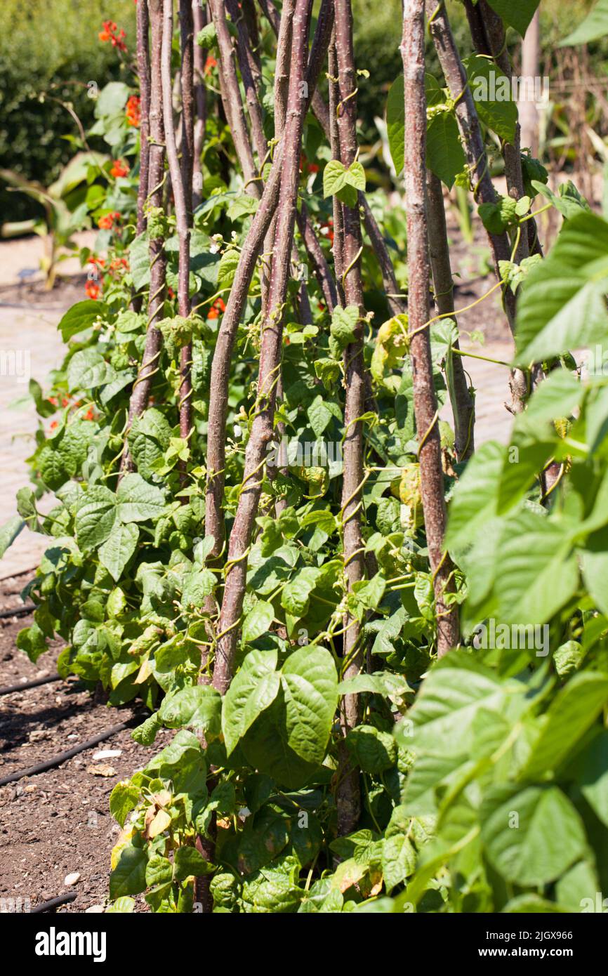 Runner Bean Plants Climbing up bean canes at an allotment Stock Photo ...