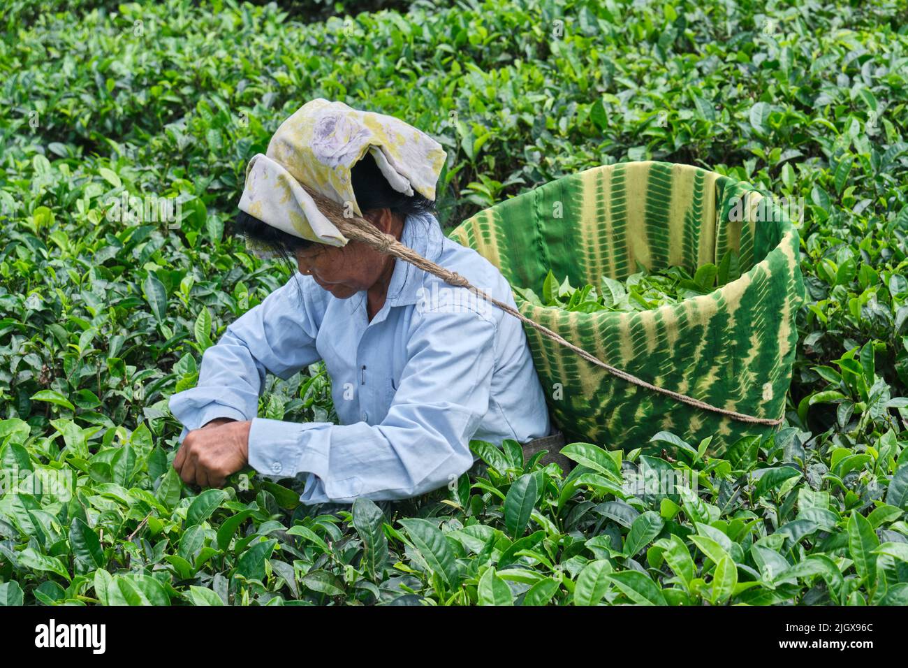 DARJEELING, INDIA, - June 23,2022 Harvesting, Rural women workers ...