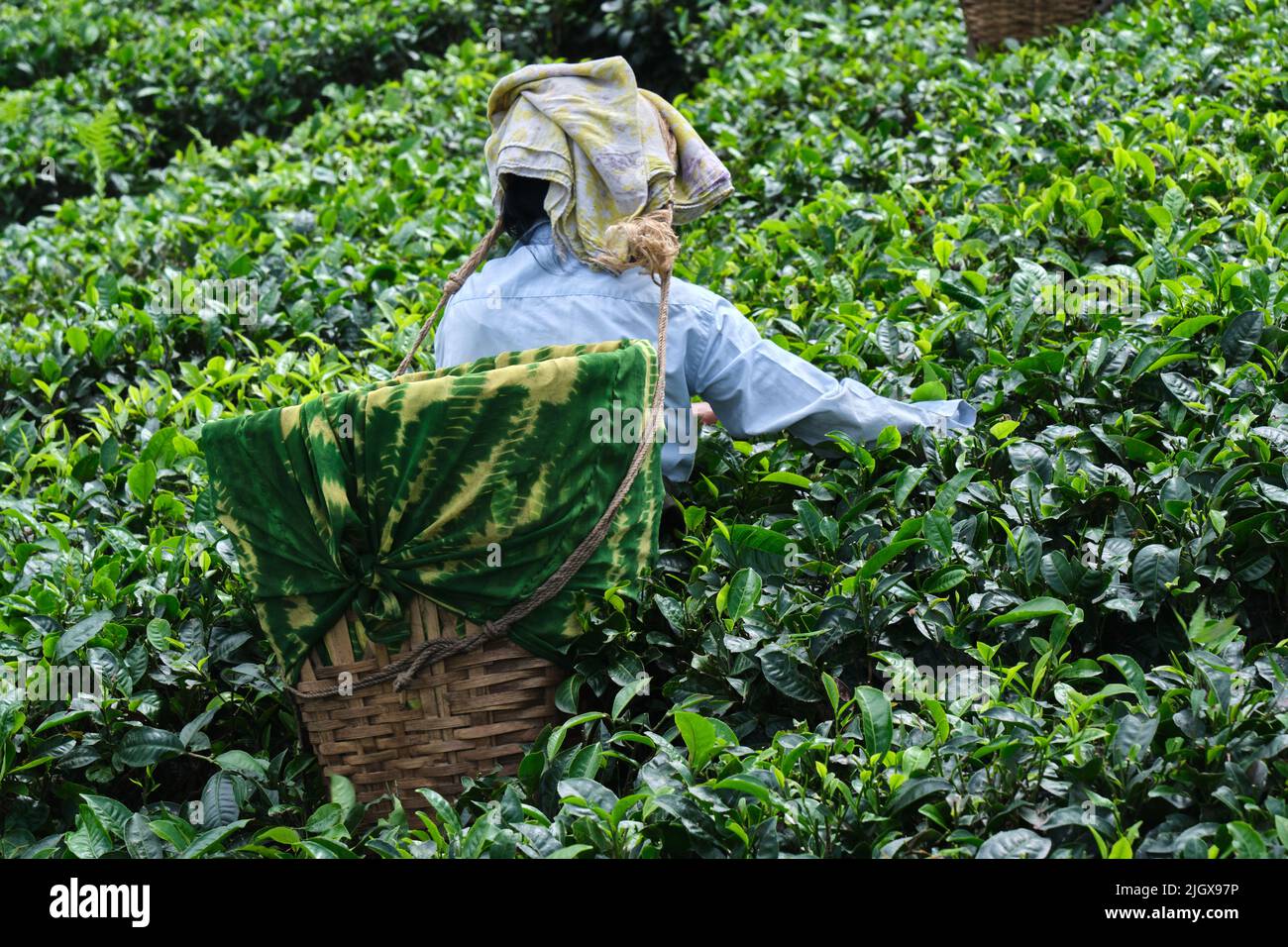 DARJEELING, INDIA, - June 23,2022 Harvesting, Rural women workers ...
