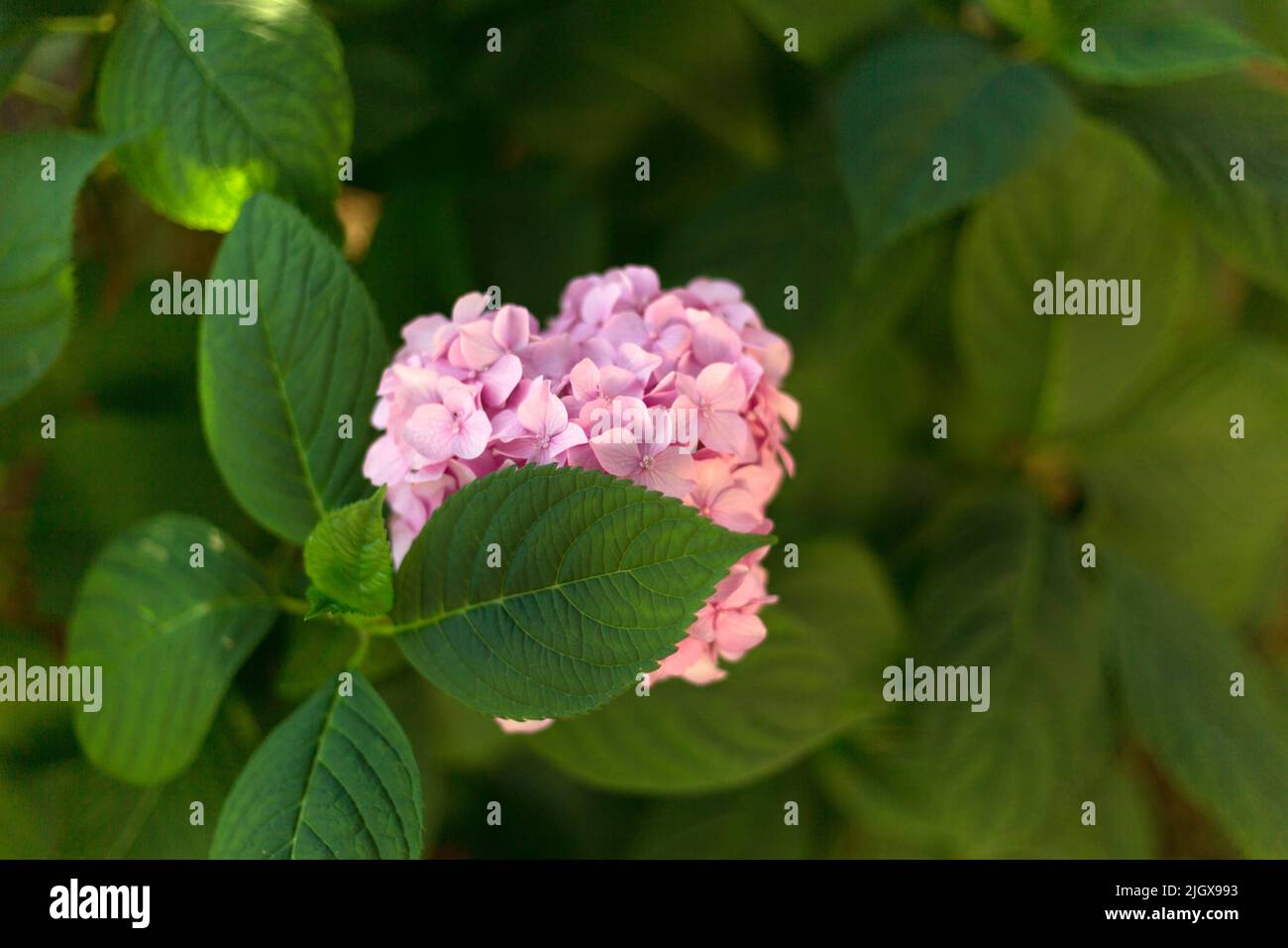 Close up light pink hortensia fresh flowers on green leaves blur ...