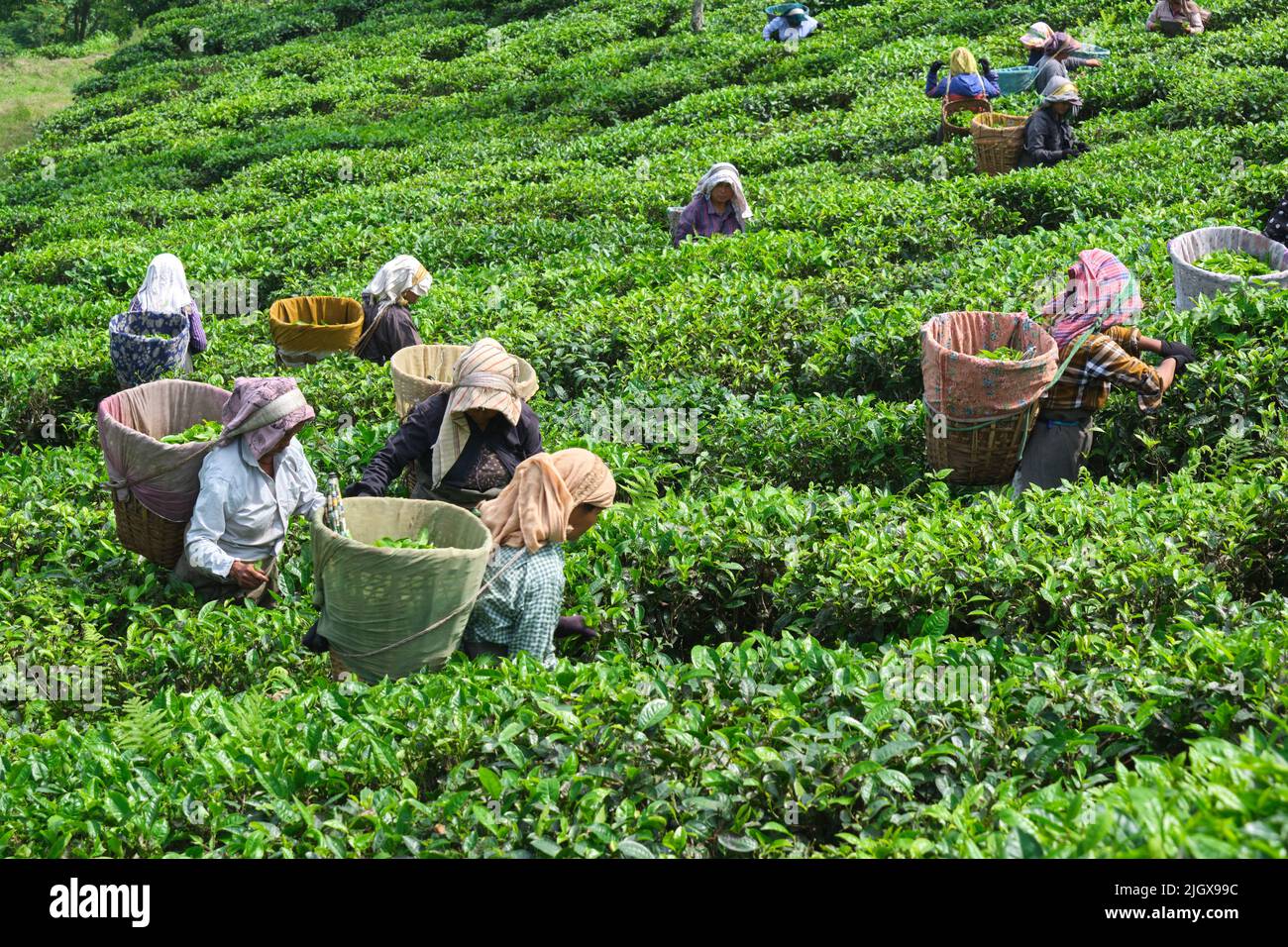 DARJEELING, INDIA, - June 23,2022 Harvesting, Rural women workers ...