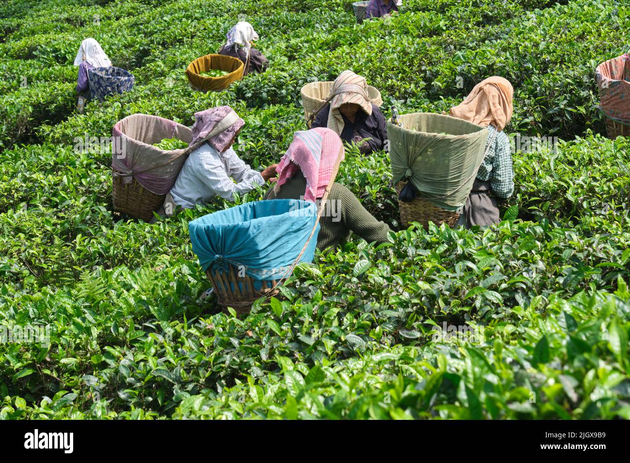 DARJEELING, INDIA, - June 23,2022 Harvesting, Rural women workers ...