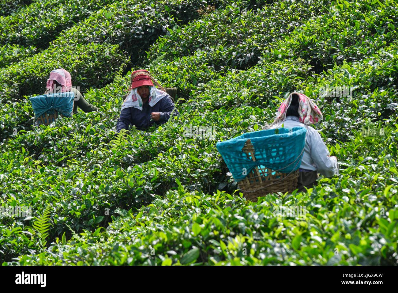 DARJEELING, INDIA, - June 23,2022 Harvesting, Rural women workers ...