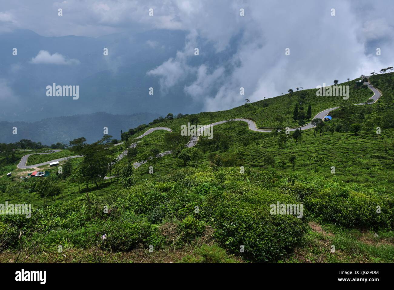 view of the Beautiful Landscape tea plantation in the hills of ...