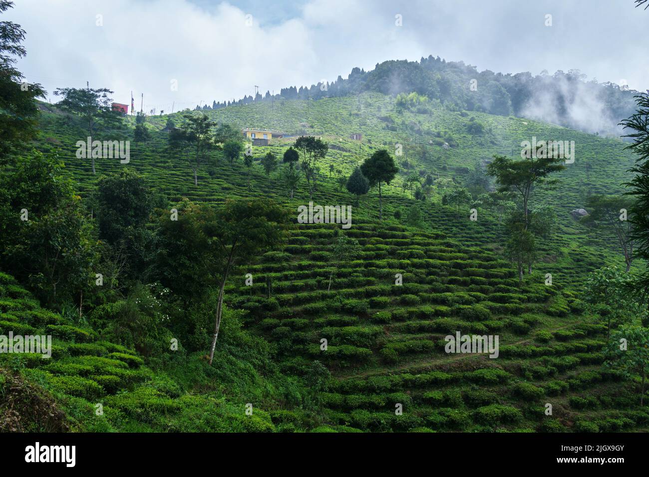 view of the Beautiful Landscape tea plantation in the hills of ...