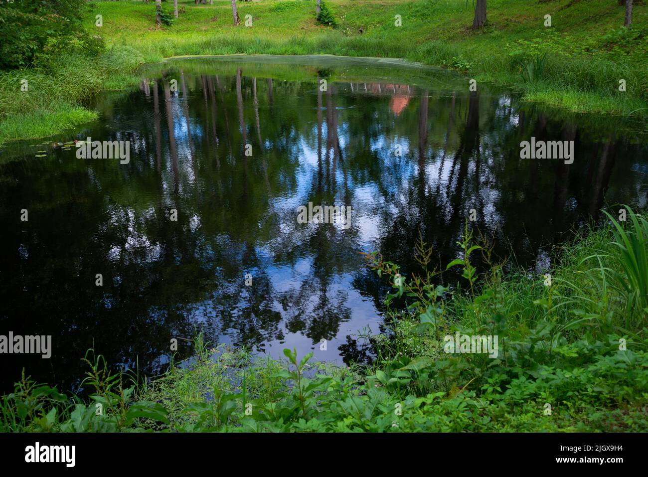 Forest pond in summer nature Stock Photo - Alamy
