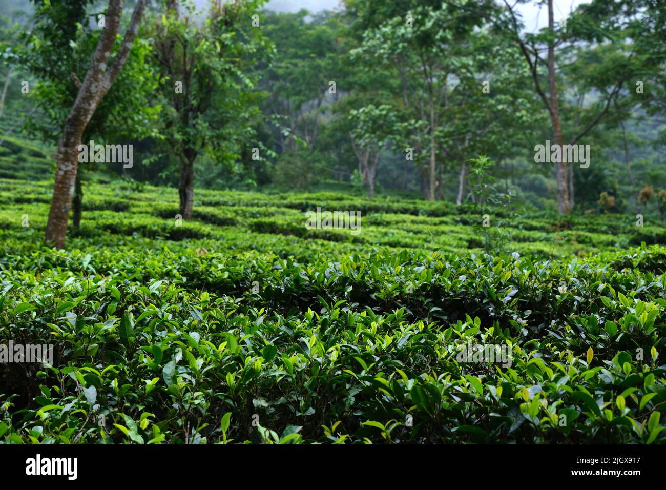 view of the Beautiful Landscape tea plantation in the hills of ...