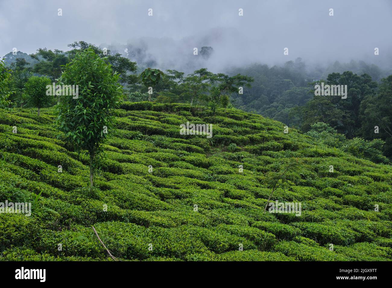 view of the Beautiful Landscape tea plantation in the hills of ...