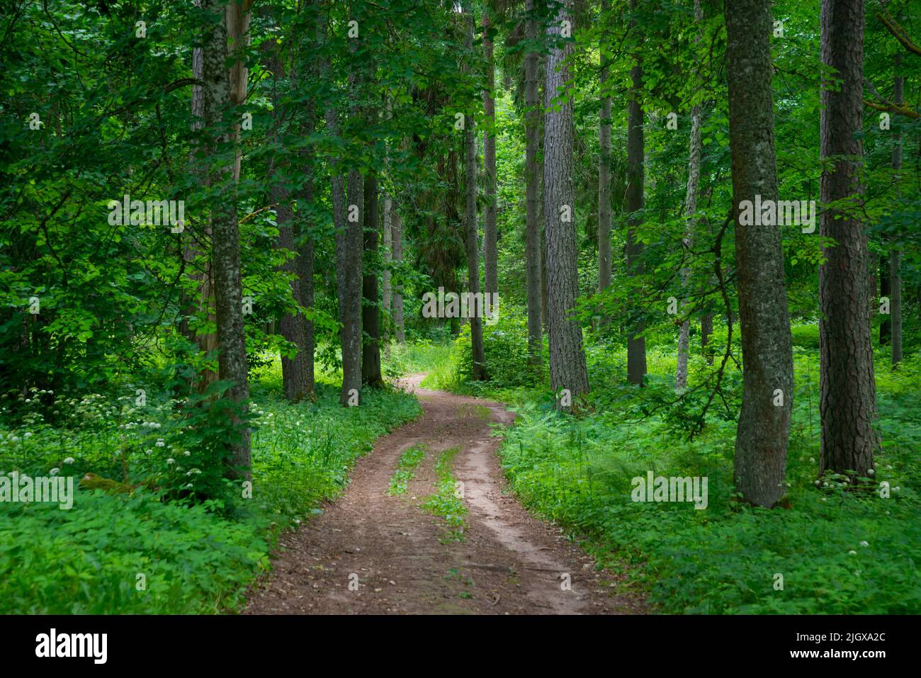 narrow tourist hiking trail in forest. footpath for nature adventures ...