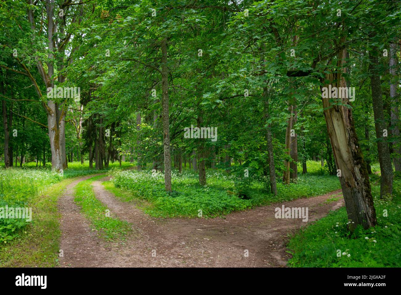 narrow tourist hiking trail in forest. footpath for nature adventures ...