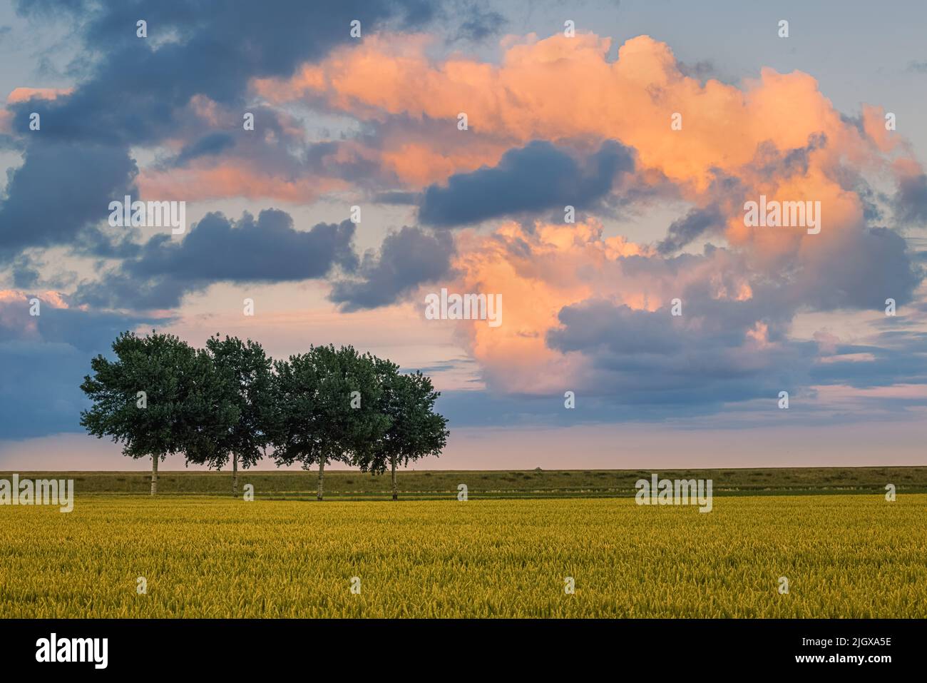 Sunset with wheatgrass in the Johannes Kerkhovenpolder in the northern ...