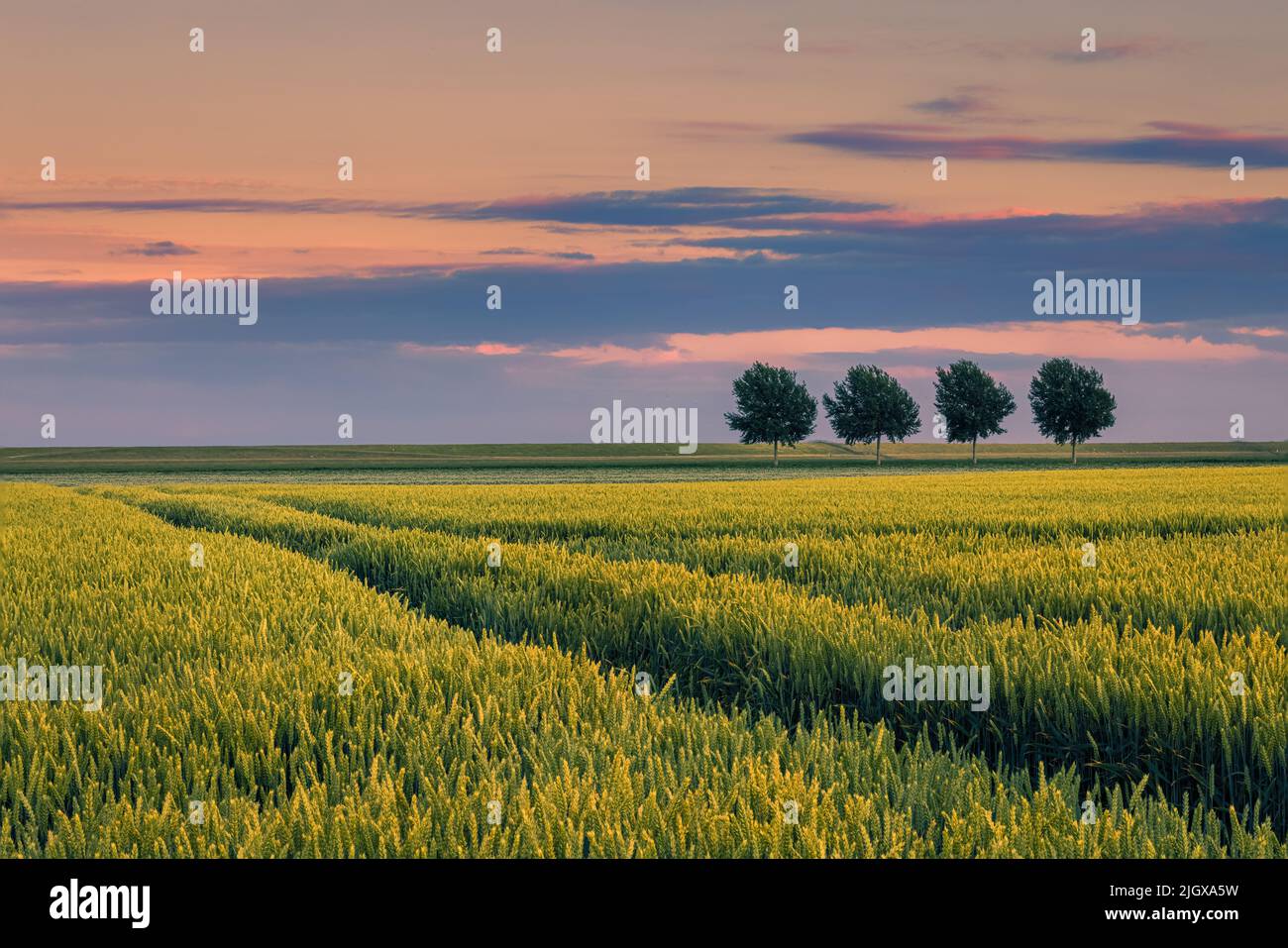 Sunset with wheatgrass in the Johannes Kerkhovenpolder in the northern ...