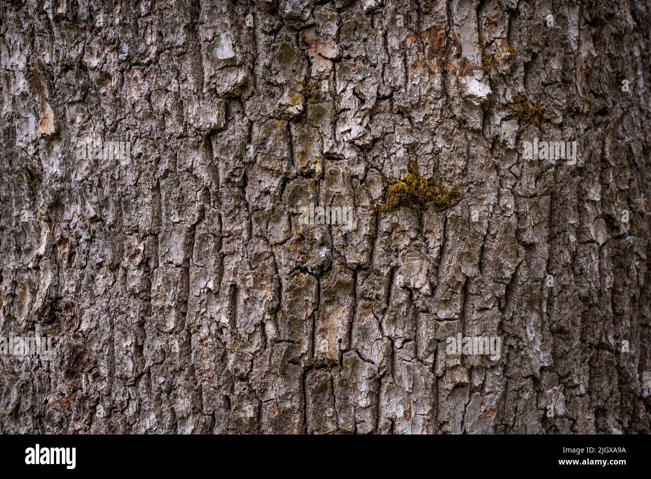 Tree bark texture Stock Photo - Alamy
