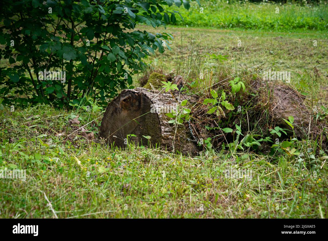 Tree trunk stump with roots in a meadow with green grass and leaves ...