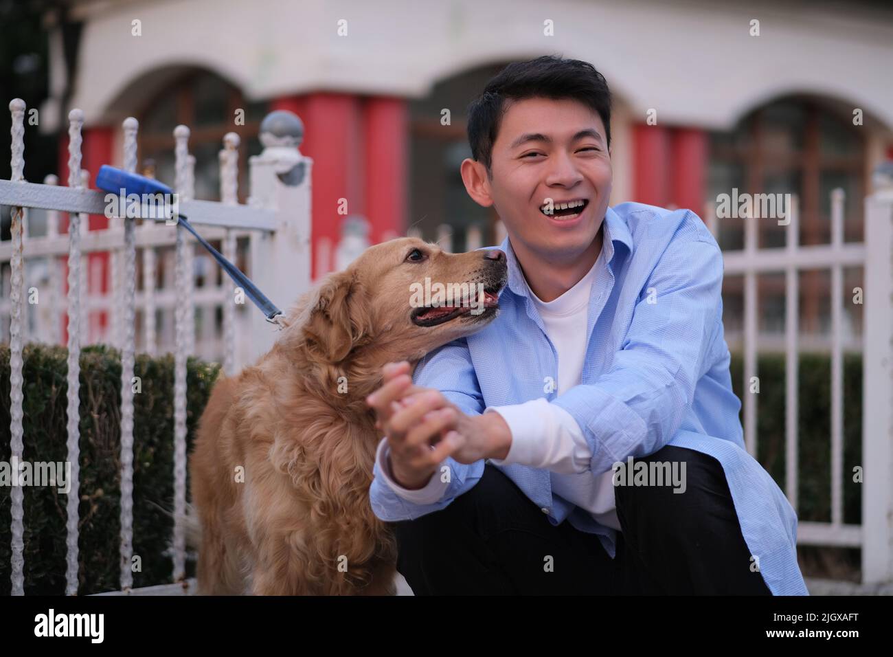 Handsome golden retriever hi-res stock photography and images - Alamy