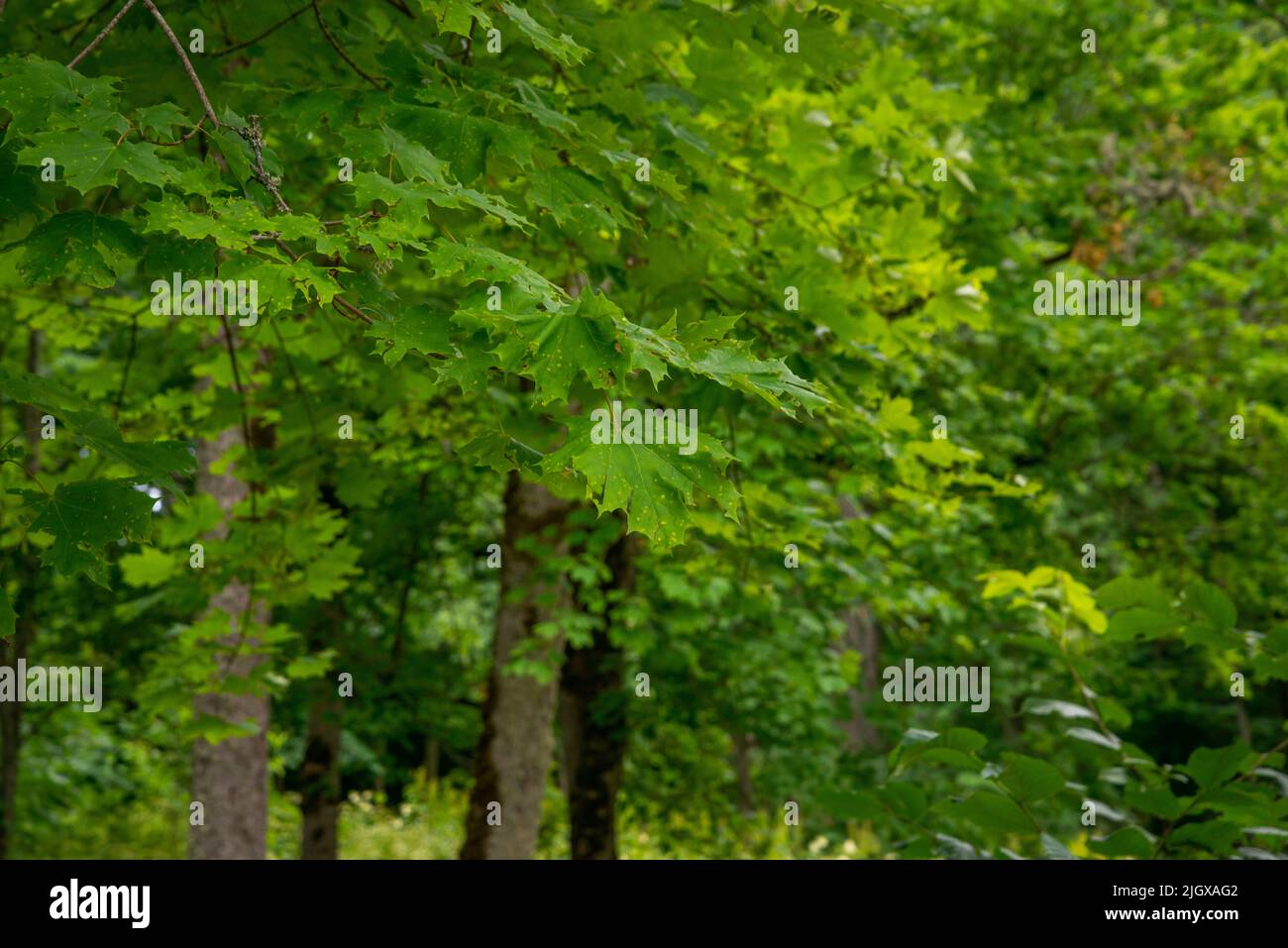Green nature background with maple leaves Stock Photo - Alamy