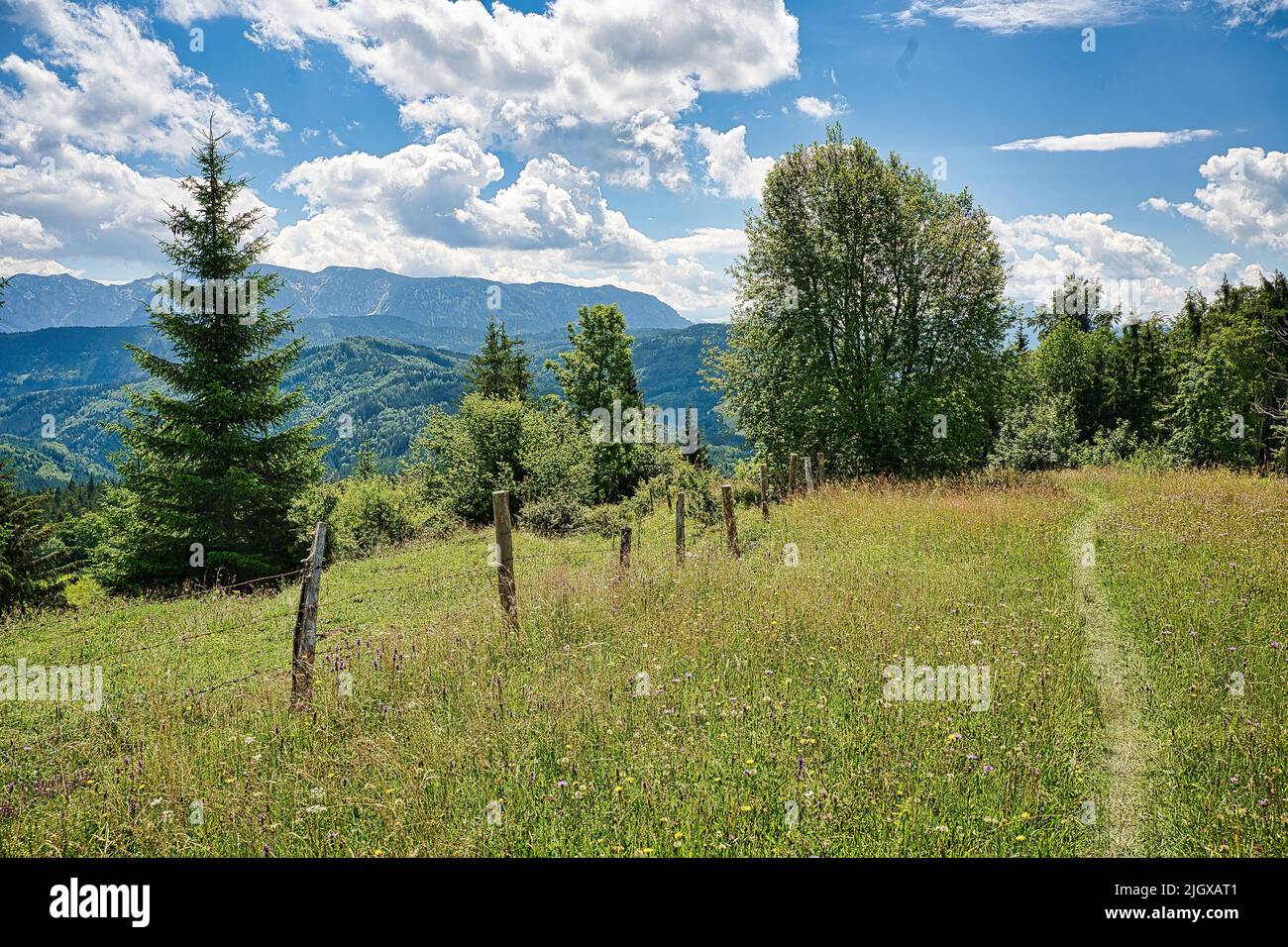A trail through lush greenery in Attersee-Traunsee Nature Park, Austria ...