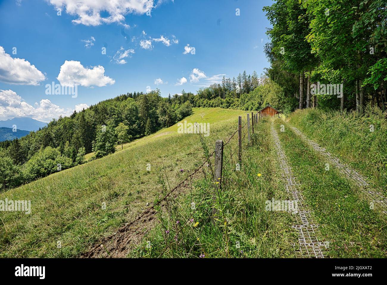 A trail through lush greenery in Attersee-Traunsee Nature Park, Austria ...