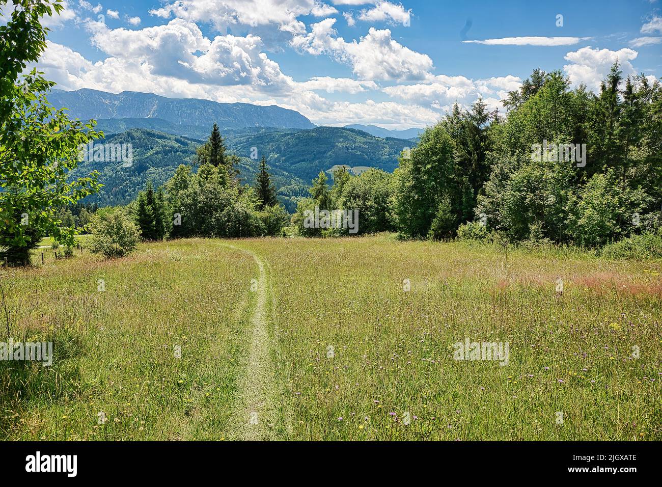 A trail through lush greenery in Attersee-Traunsee Nature Park, Austria ...
