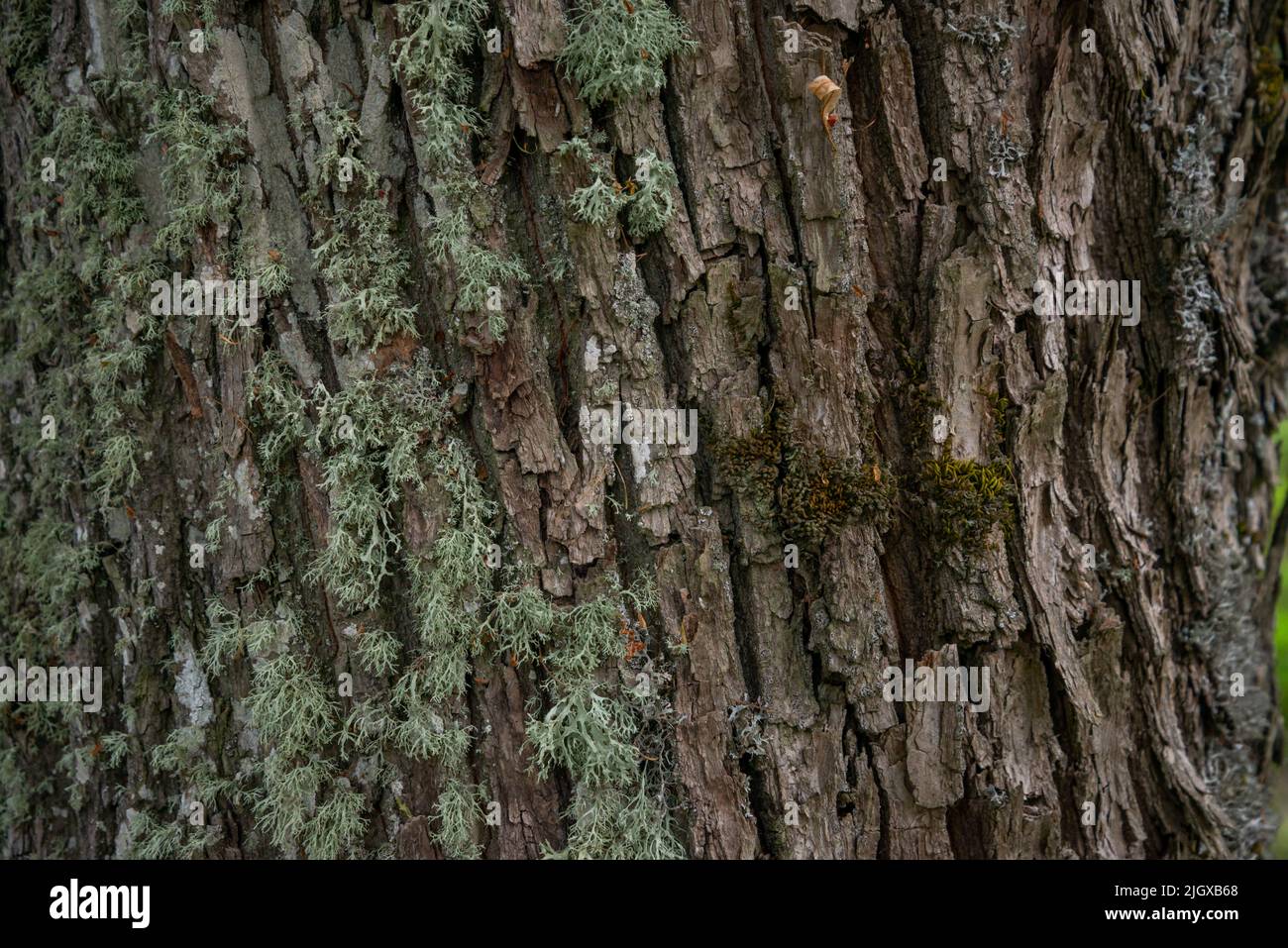 Embossed texture of the brown bark of a tree with green moss and lichen ...