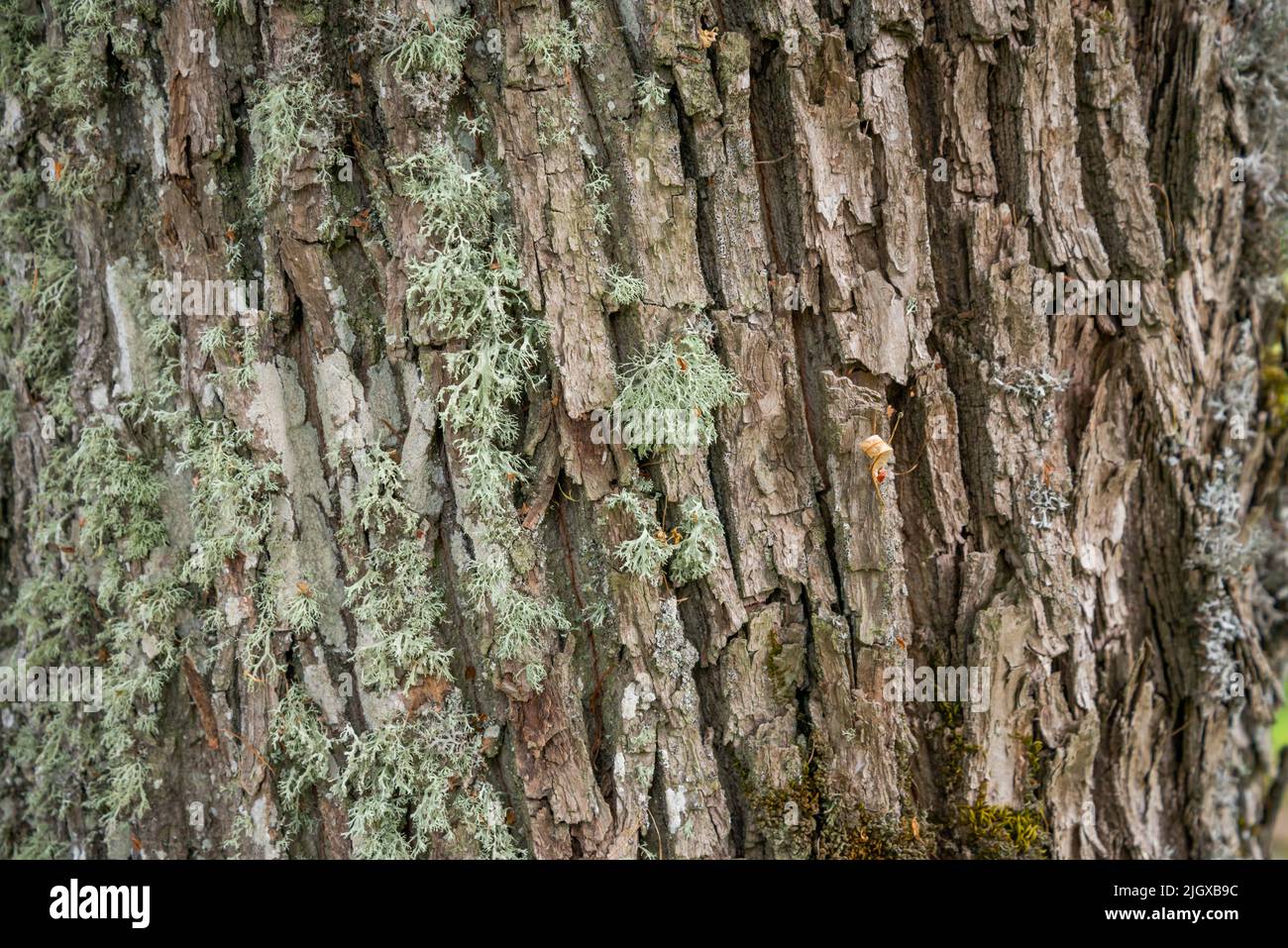 Embossed texture of the brown bark of a tree with green moss and lichen ...