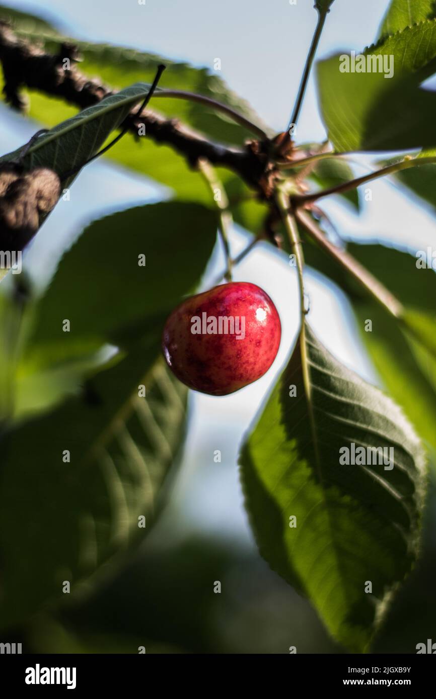A red ripe cherry on a tree branch Stock Photo - Alamy
