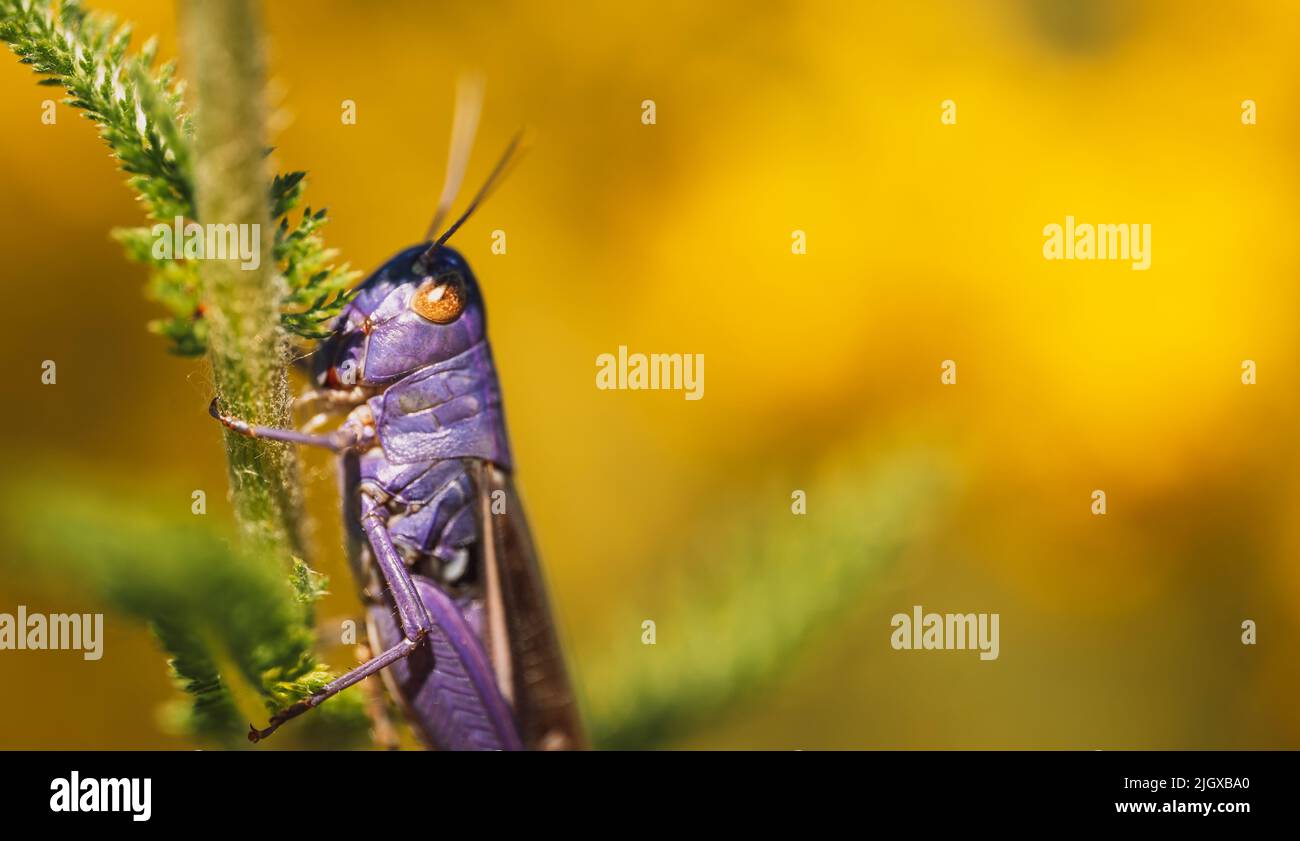 Migratory locust jump hi-res stock photography and images - Alamy