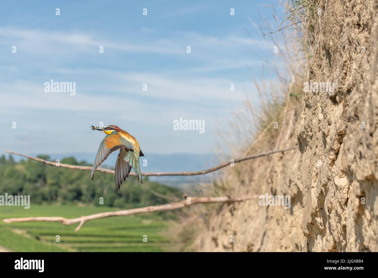 European bee-eater in flight in front of the nesting colony ...