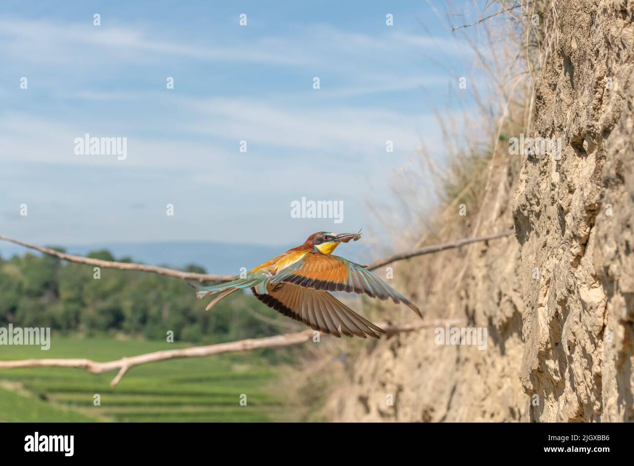 European bee-eater in flight in front of the nesting colony ...