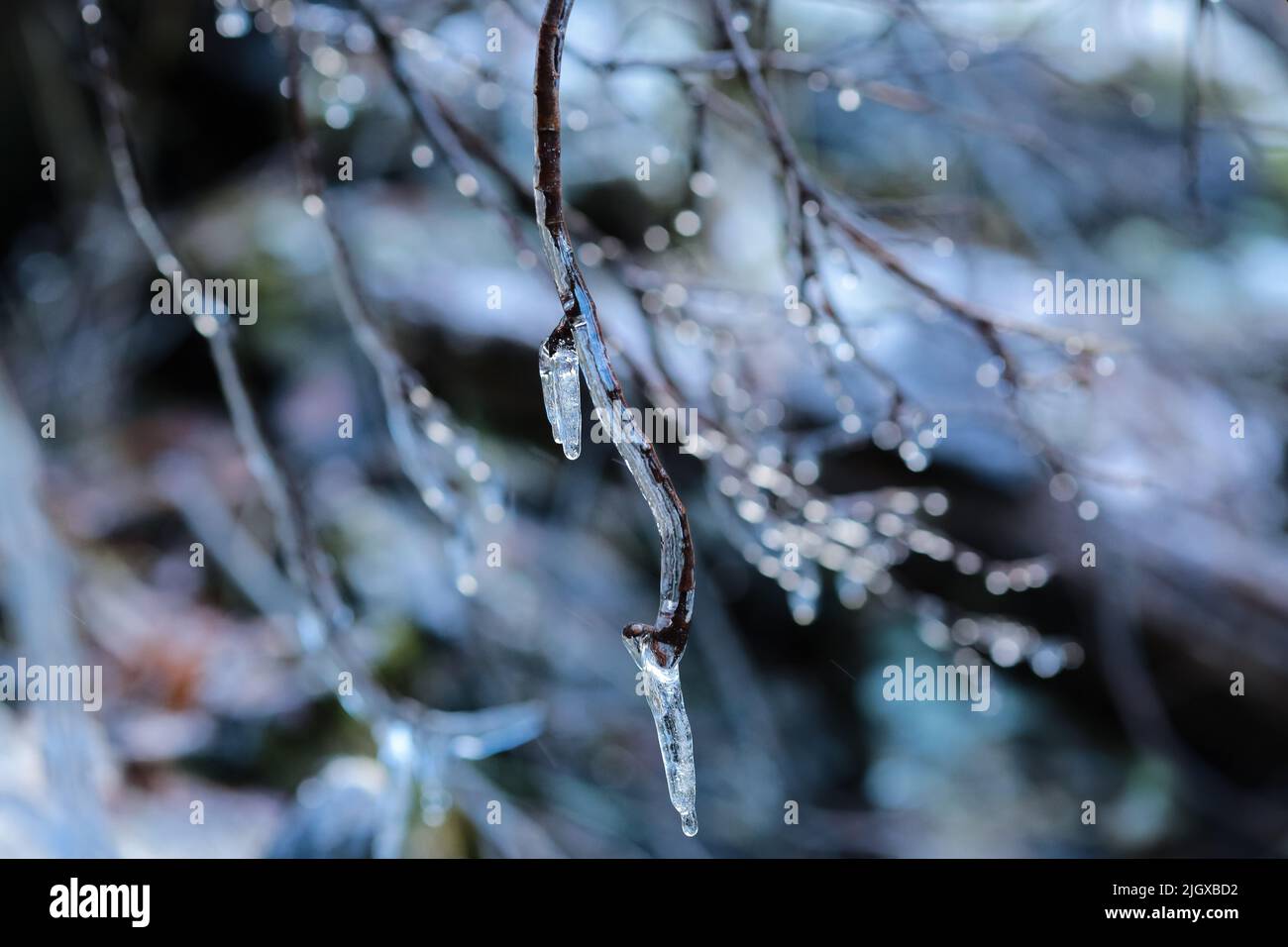 Tree branch covered with ice and icicles after icy rain Stock Photo - Alamy