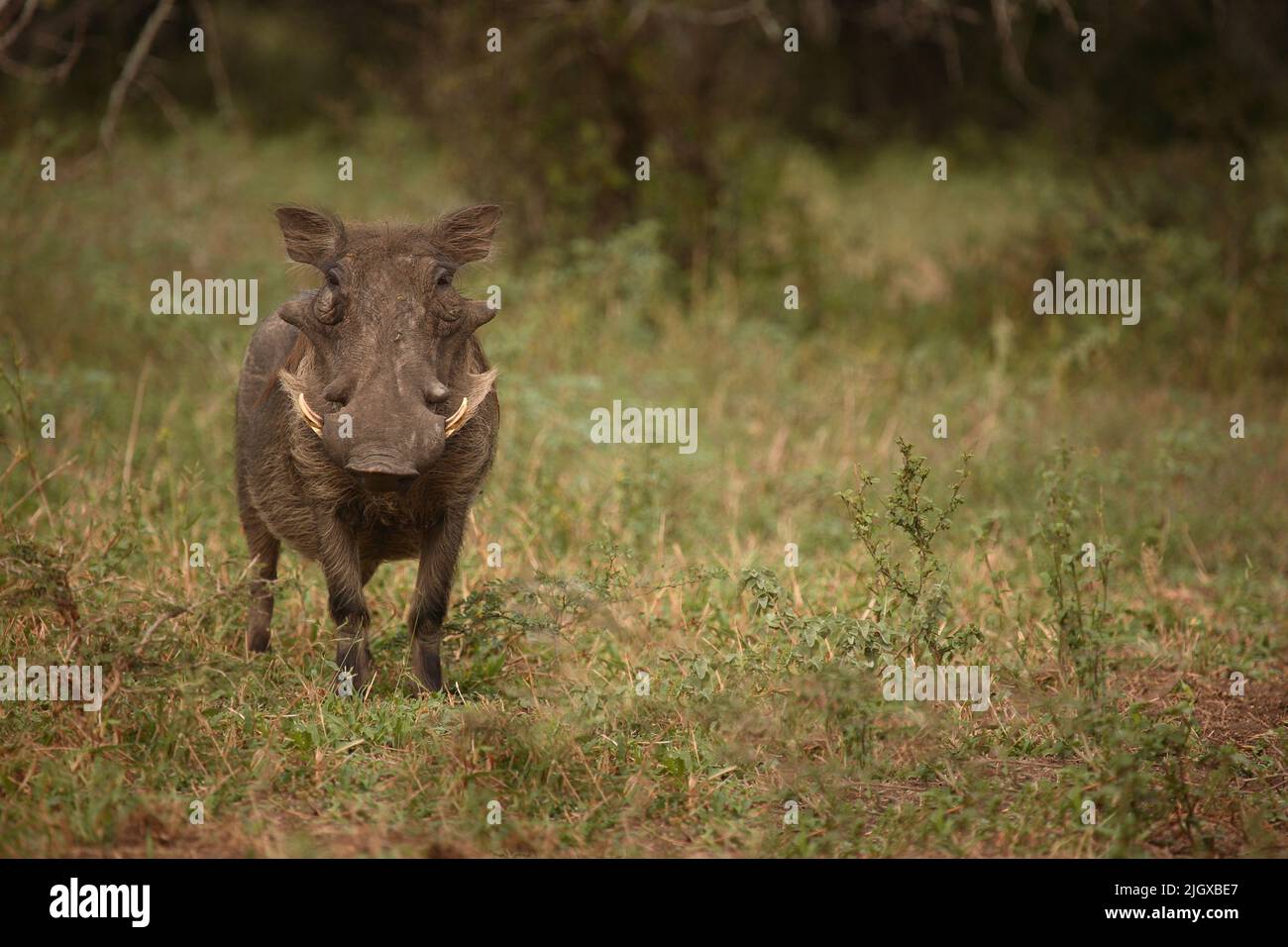 Warzenschwein / Warthog / Phacochoerus africanus Stock Photo - Alamy