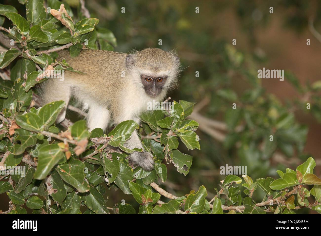 Grüne Meerkatze / Vervet Monkey / Cercopithecus aethiops Stock Photo ...