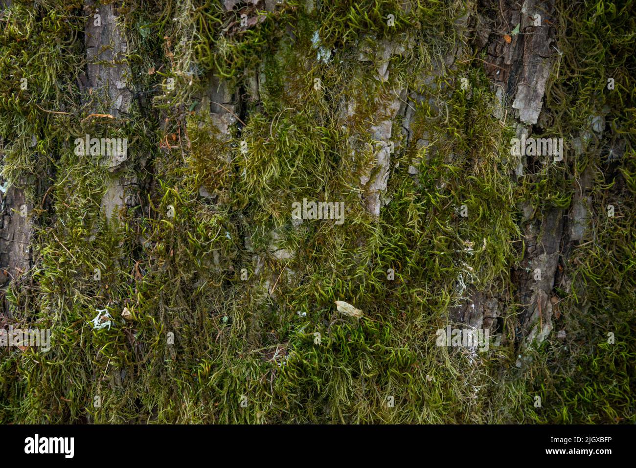 Embossed texture of the brown bark of a tree with green moss and lichen ...