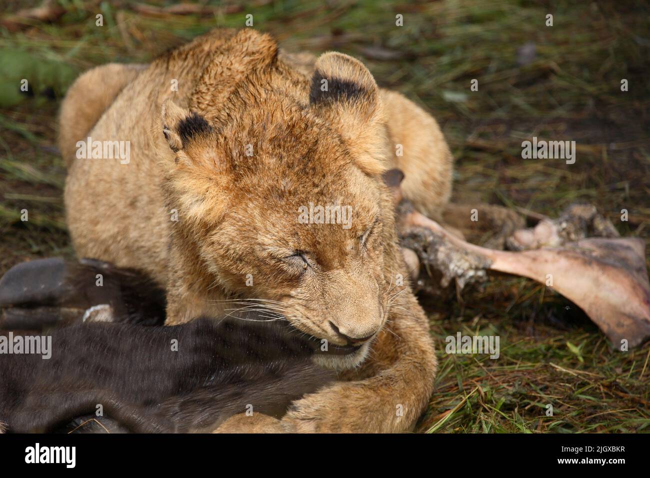 Afrikanischer Löwe / African Lion / Panthera Leo Stock Photo - Alamy