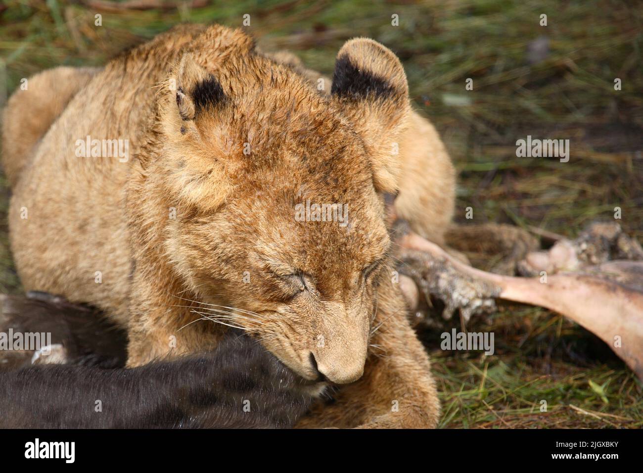 Afrikanischer Löwe / African Lion / Panthera Leo Stock Photo - Alamy