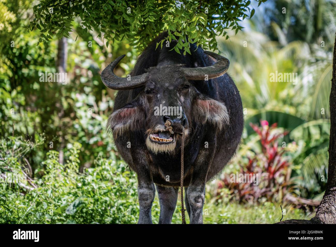 Moalboal, Philippines. 13th July, 2022. A bull chews grass underneath a ...