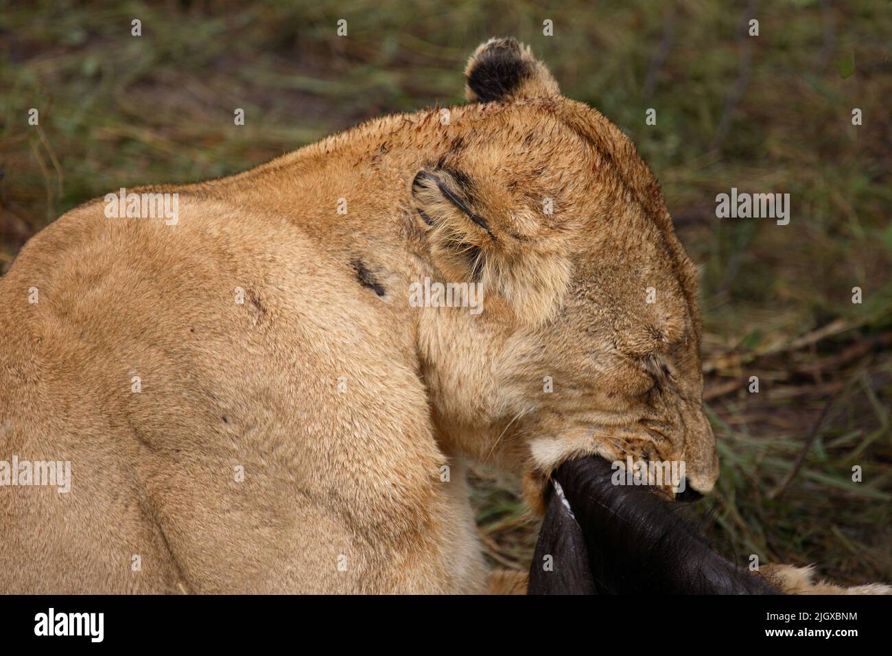Afrikanischer Löwe / African Lion / Panthera Leo Stock Photo - Alamy
