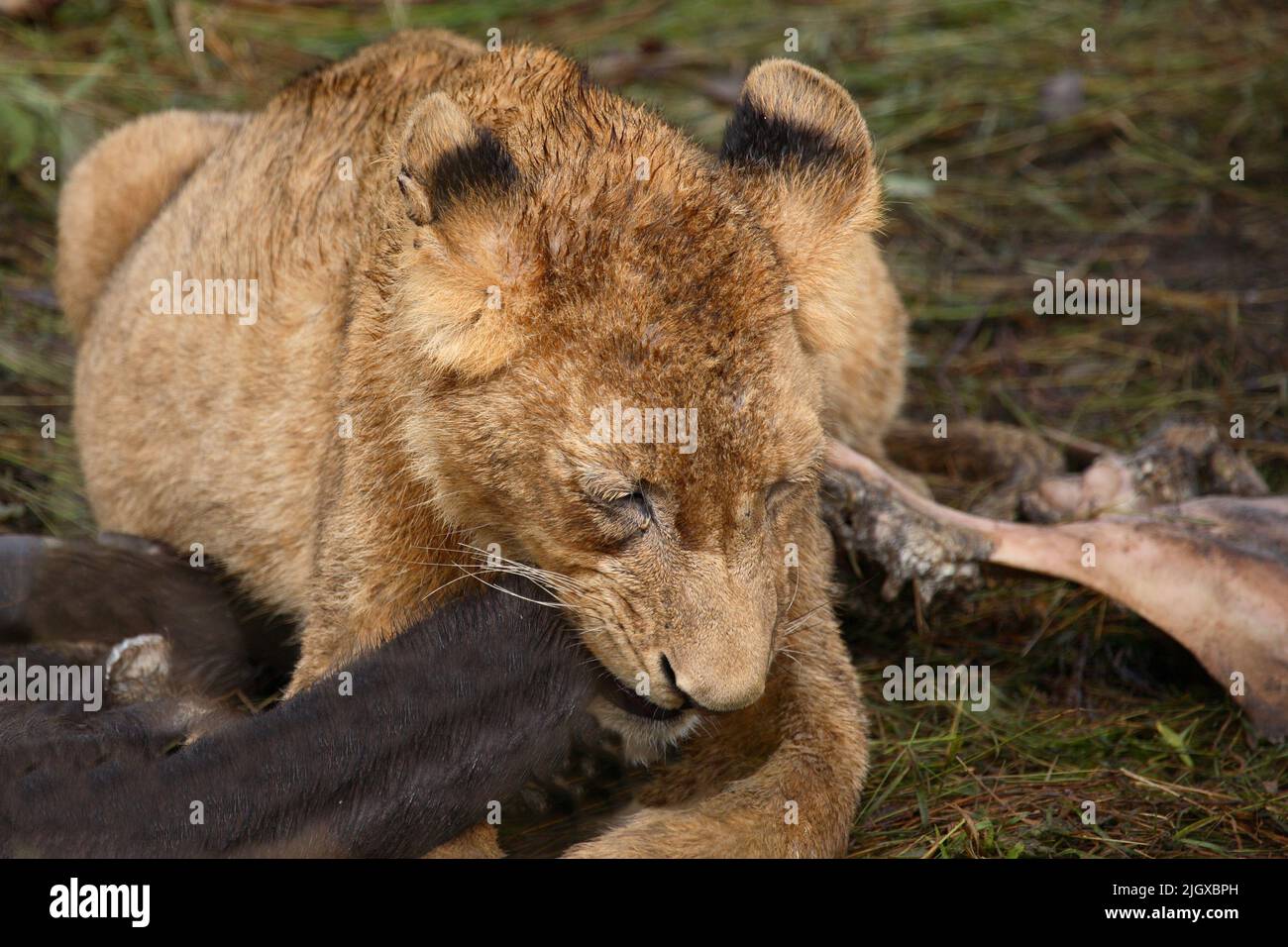 Afrikanischer Löwe / African Lion / Panthera Leo Stock Photo - Alamy