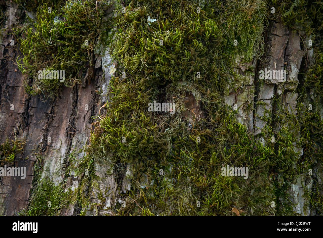 Embossed texture of the brown bark of a tree with green moss and lichen ...