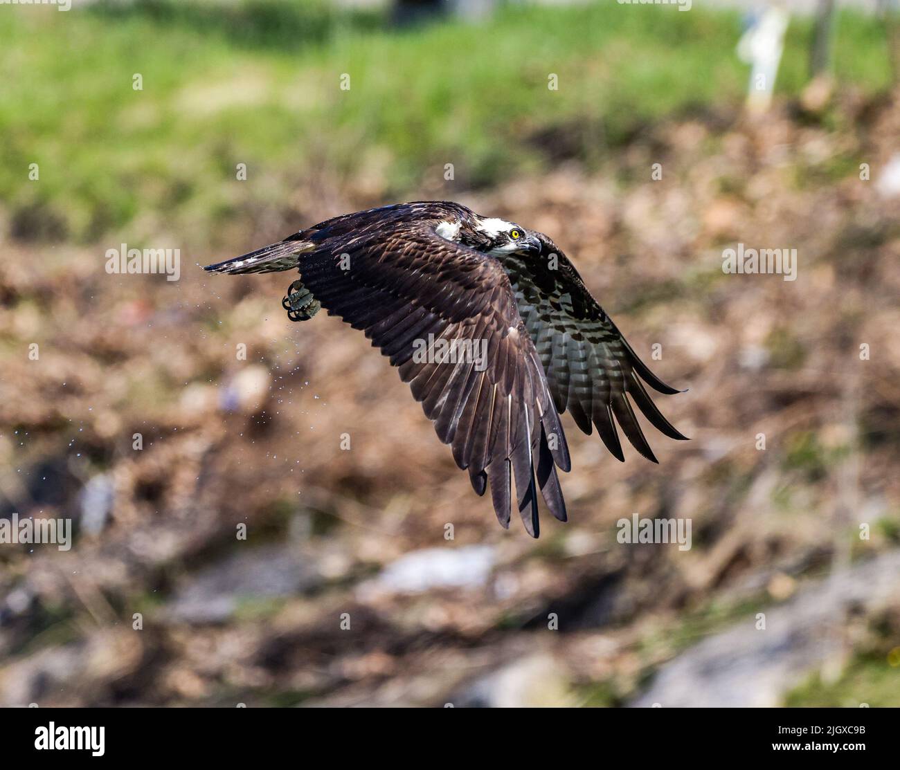 A large osprey bird flying above the ground Stock Photo - Alamy