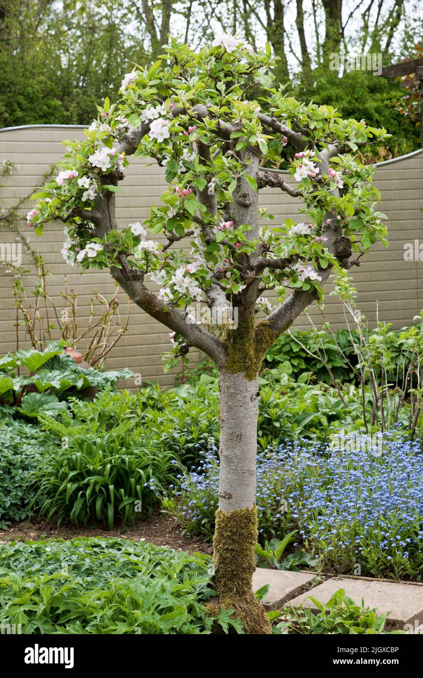 Cut apple tree pruned hi-res stock photography and images - Alamy