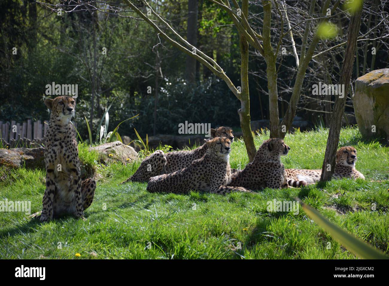 A coalition of cheetahs sitting on the ground in the zoo Stock Photo ...