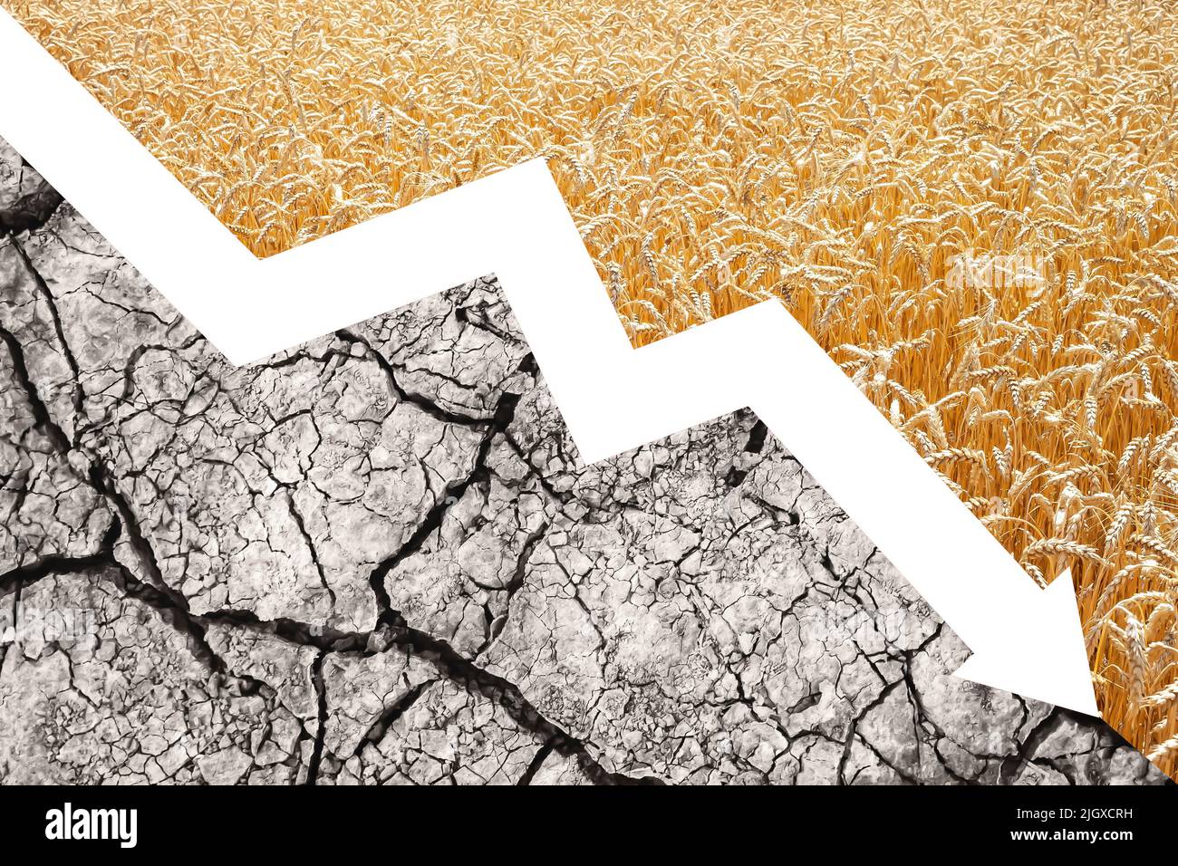 Ukraine wheat harvesting hi-res stock photography and images - Alamy