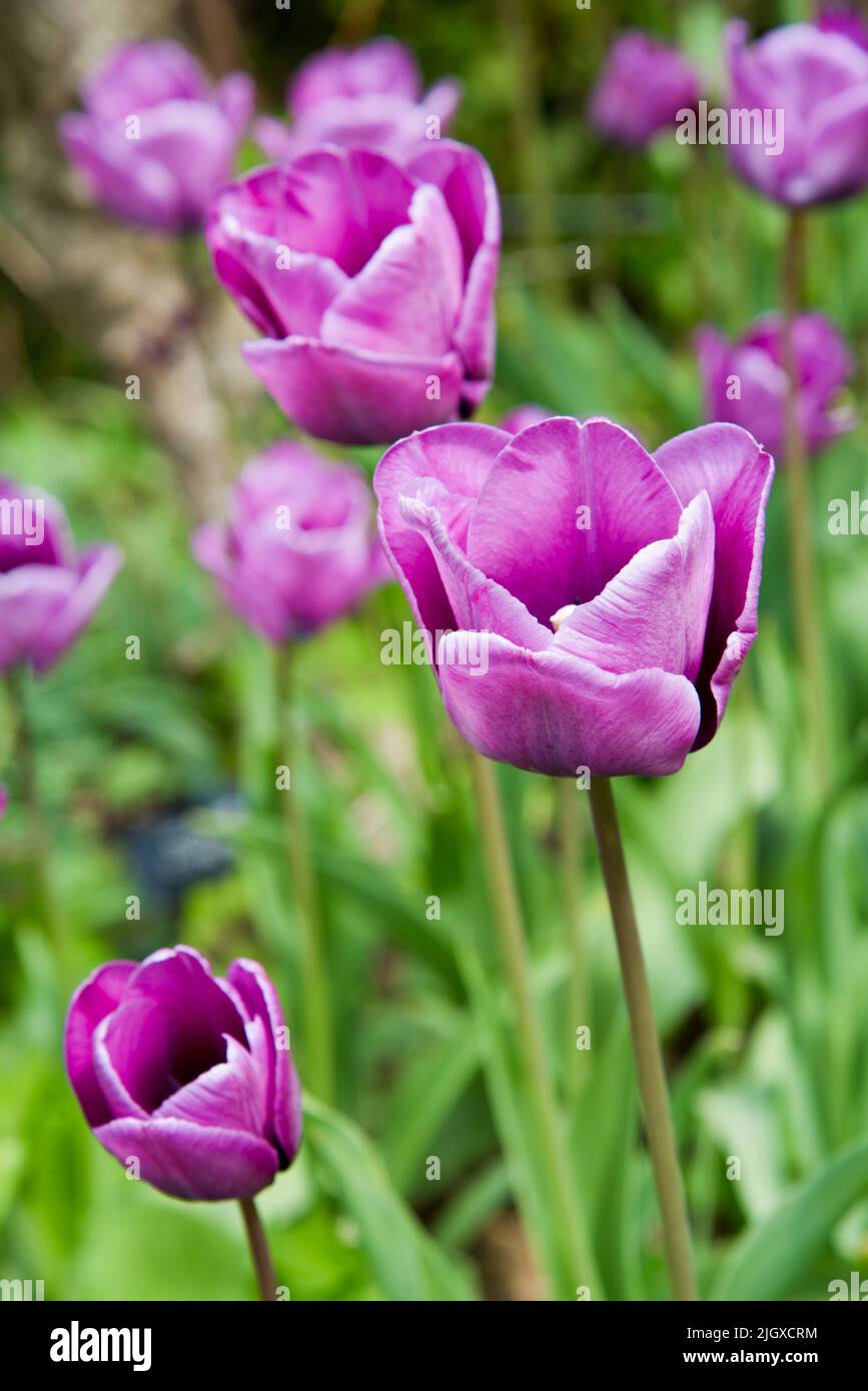 Tulipa Bleu Aimable Stock Photo - Alamy