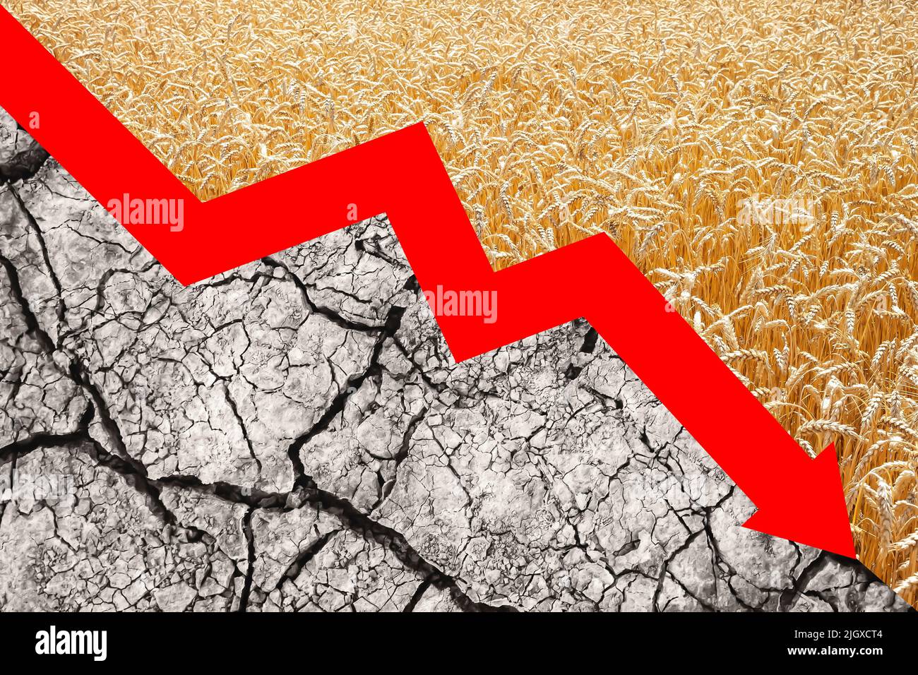 Ukraine wheat harvesting hi-res stock photography and images - Alamy